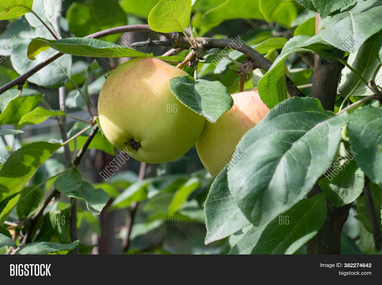 Two Ripening Apples On Image & Photo (Free Trial) | Bigstock