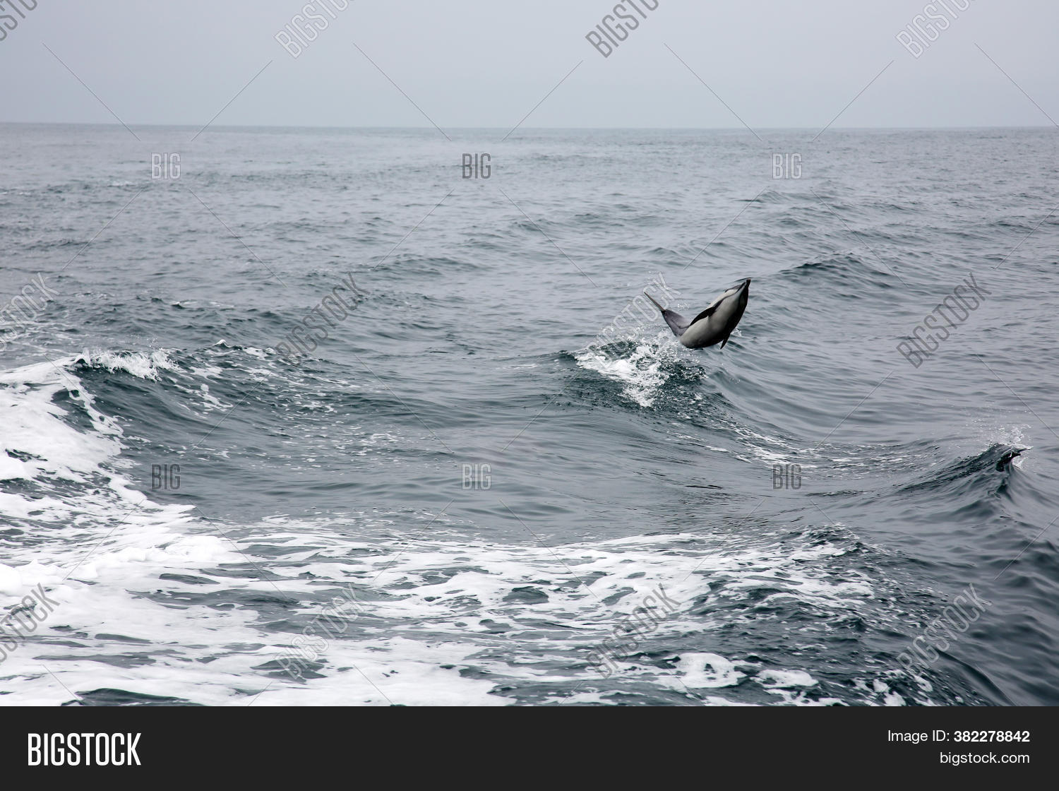 Dolphin. Common Image & Photo (Free Trial) | Bigstock