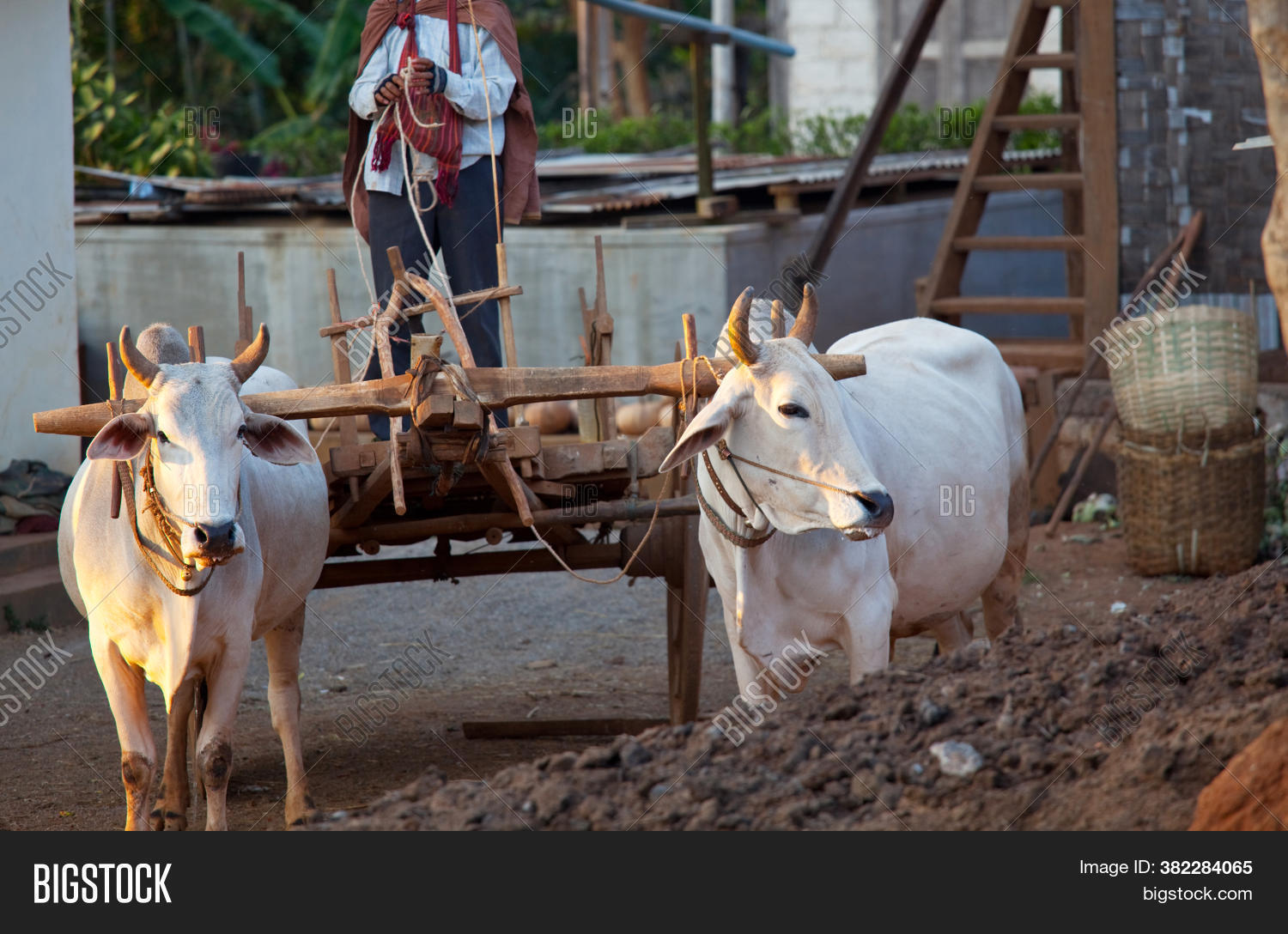 Two White Oxen Pulling Image & Photo (Free Trial) | Bigstock