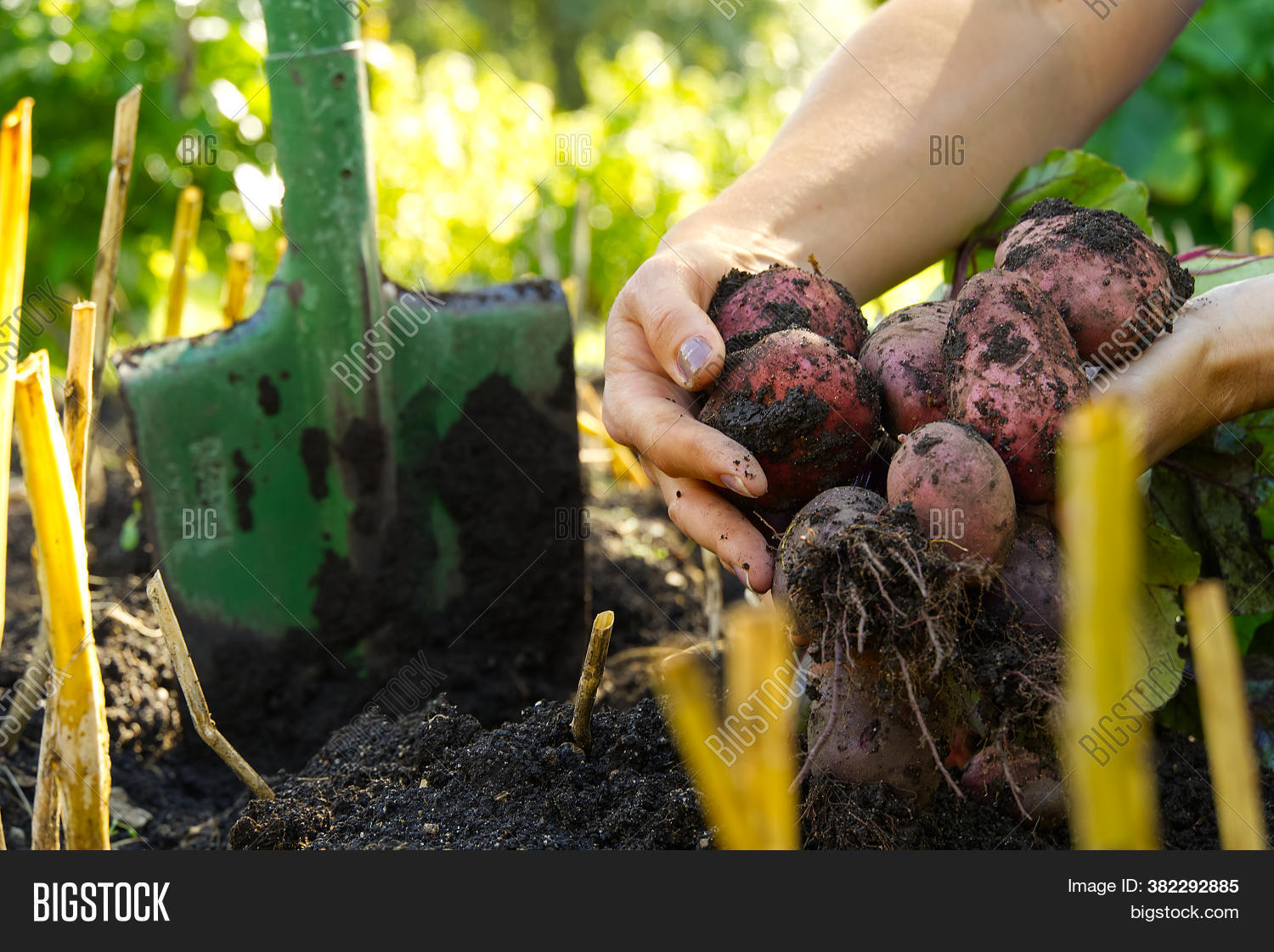 Fresh Ripe Red Potato Image & Photo (Free Trial) | Bigstock