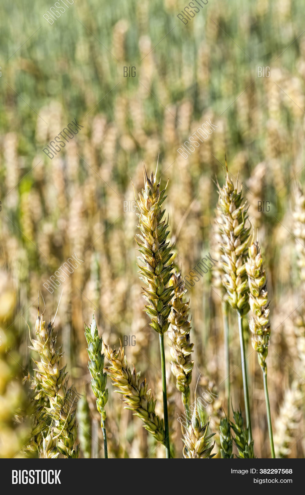 Green Yellow Oats Image & Photo (Free Trial) | Bigstock
