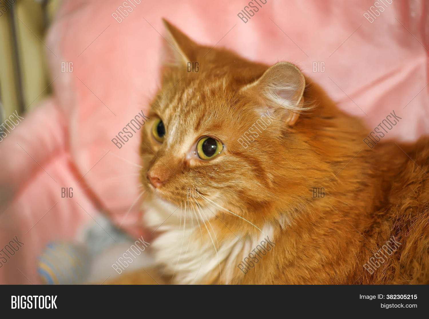Red Fluffy Cat Wary Image & Photo (Free Trial) | Bigstock