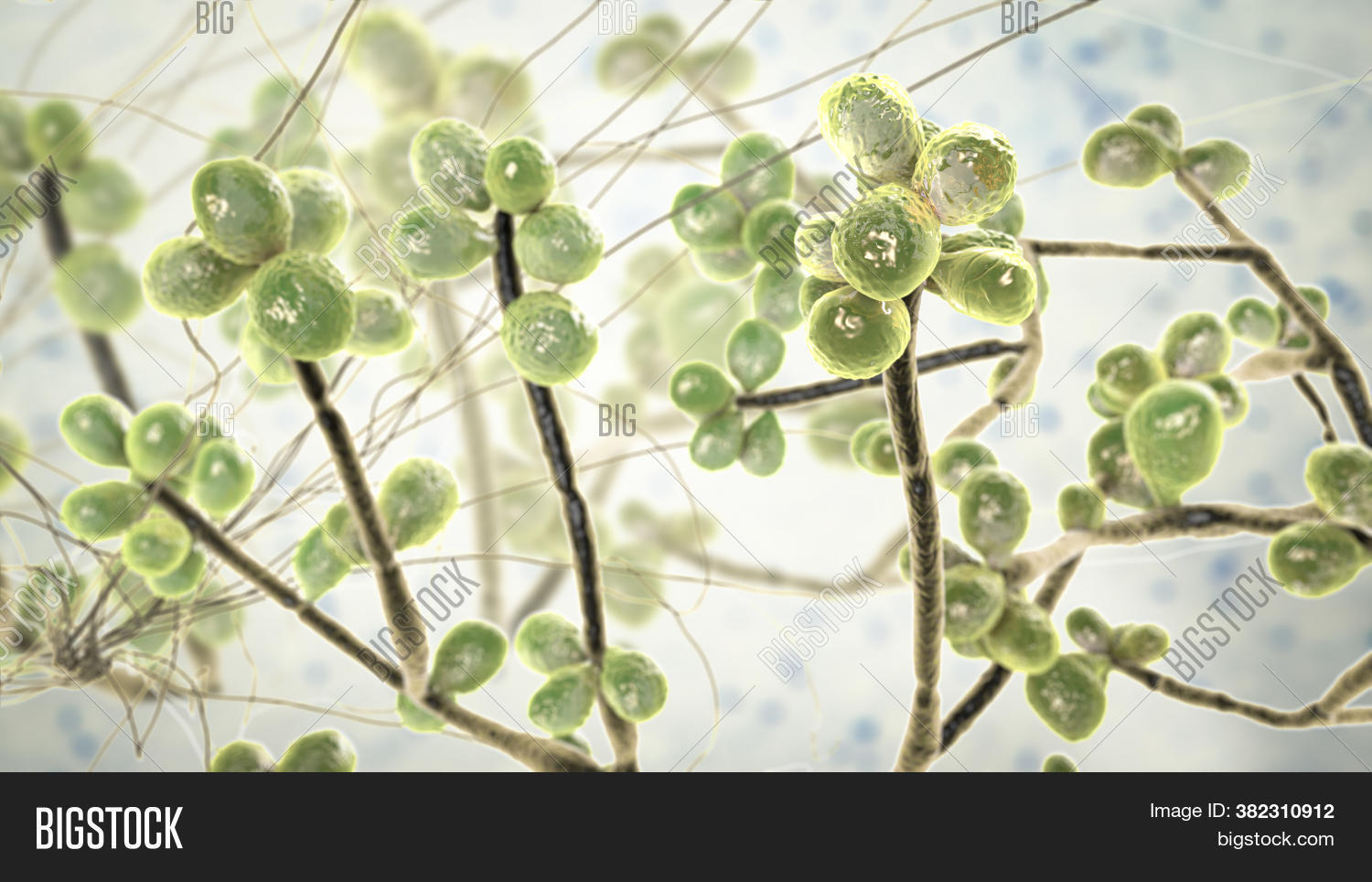 Fungus Sporothrix Image & Photo (Free Trial) | Bigstock