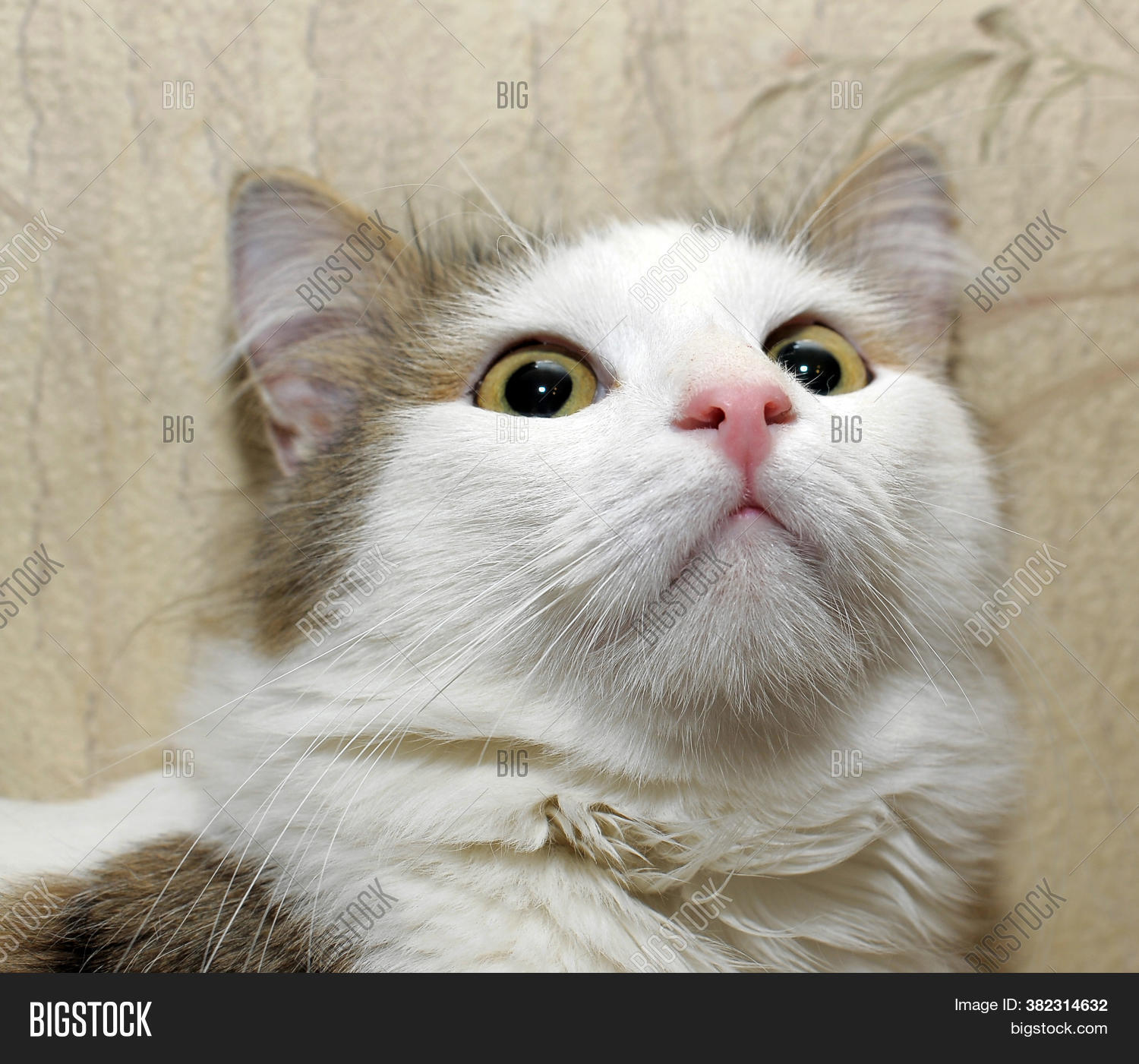 Cat Bewildered Amazed Image & Photo (Free Trial) | Bigstock