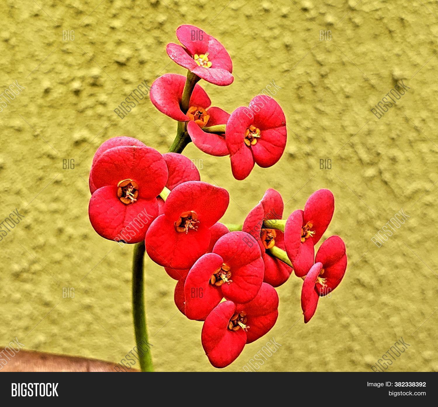 Euphorbia Milli Flower Image & Photo (Free Trial) | Bigstock