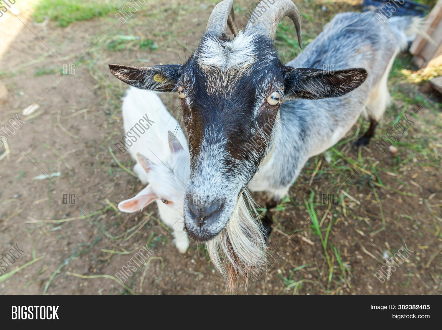 Cute Goat Relaxing Image & Photo (Free Trial) | Bigstock