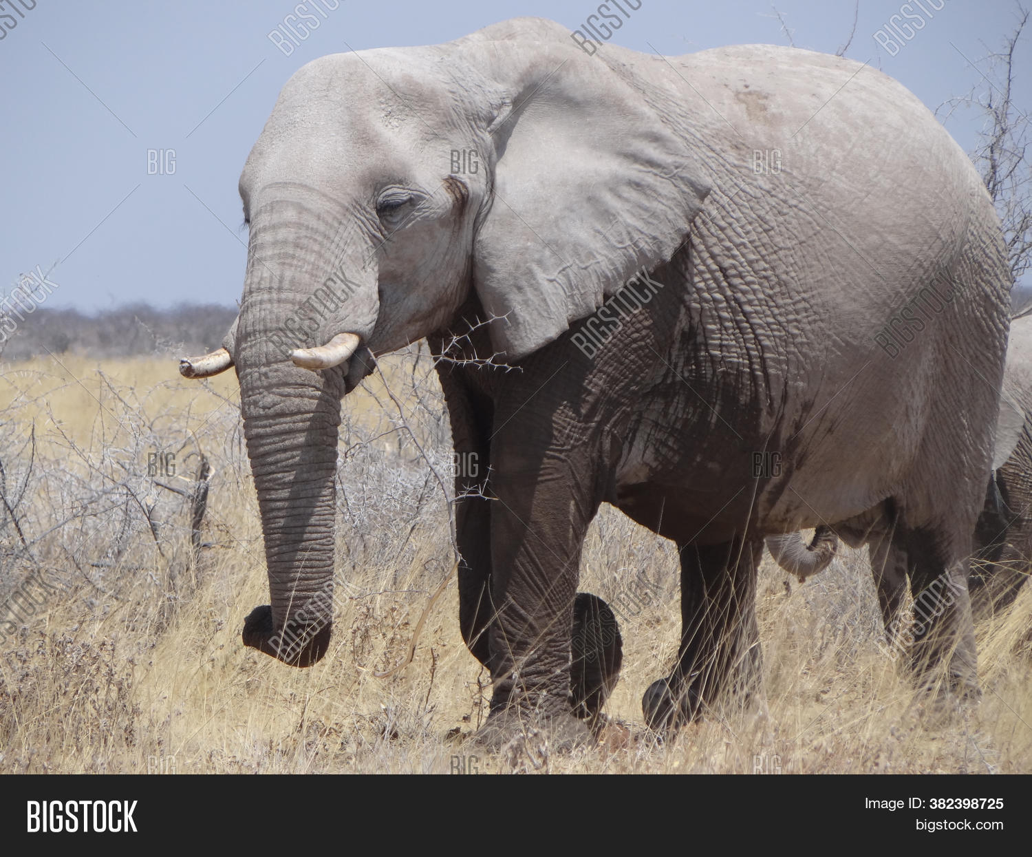 Elephant Namibian Image & Photo (Free Trial) | Bigstock