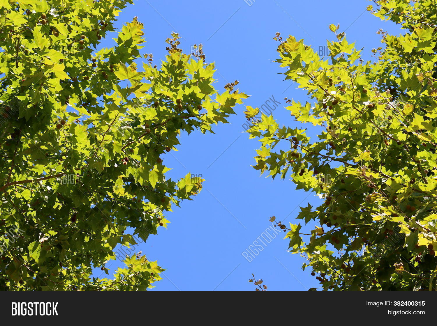 Maple Leaves Sycamore Image & Photo (Free Trial) | Bigstock
