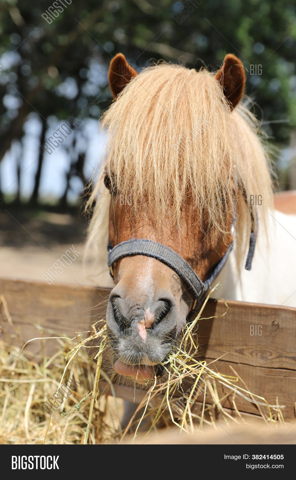 Rural Pony Horse Eat Image & Photo (Free Trial) | Bigstock