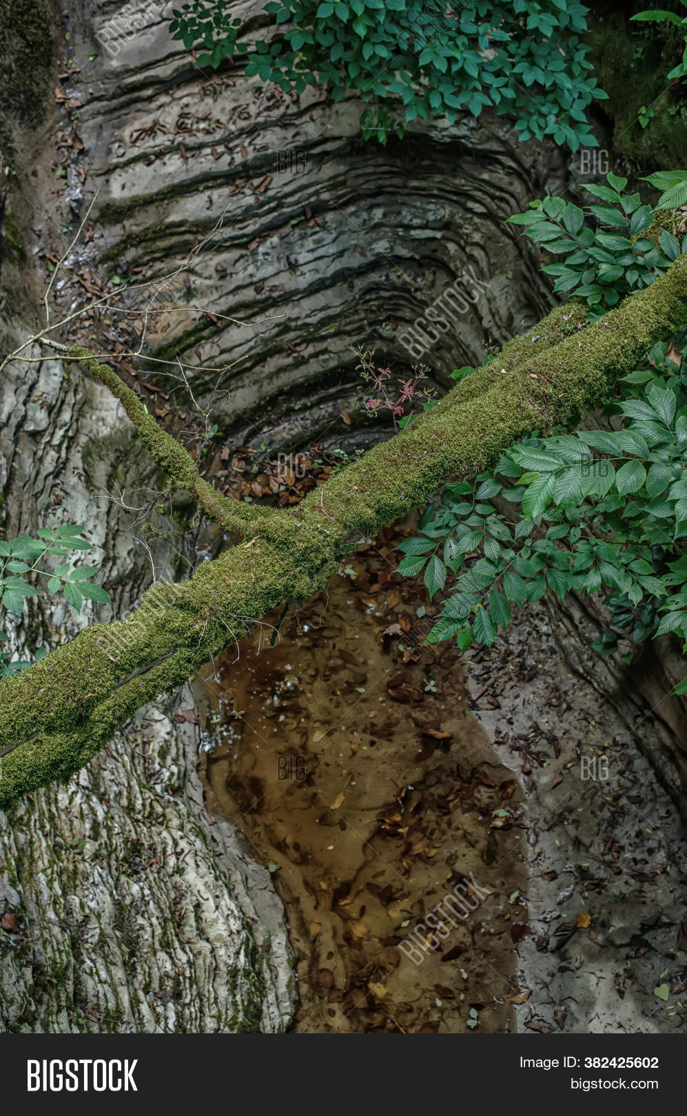 Nature Sochi National Image & Photo (Free Trial) | Bigstock