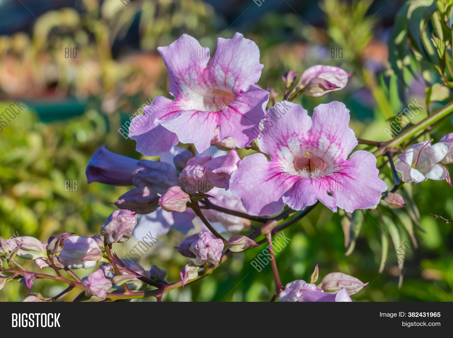 Flowers Pink Trumpet Image & Photo (Free Trial) | Bigstock