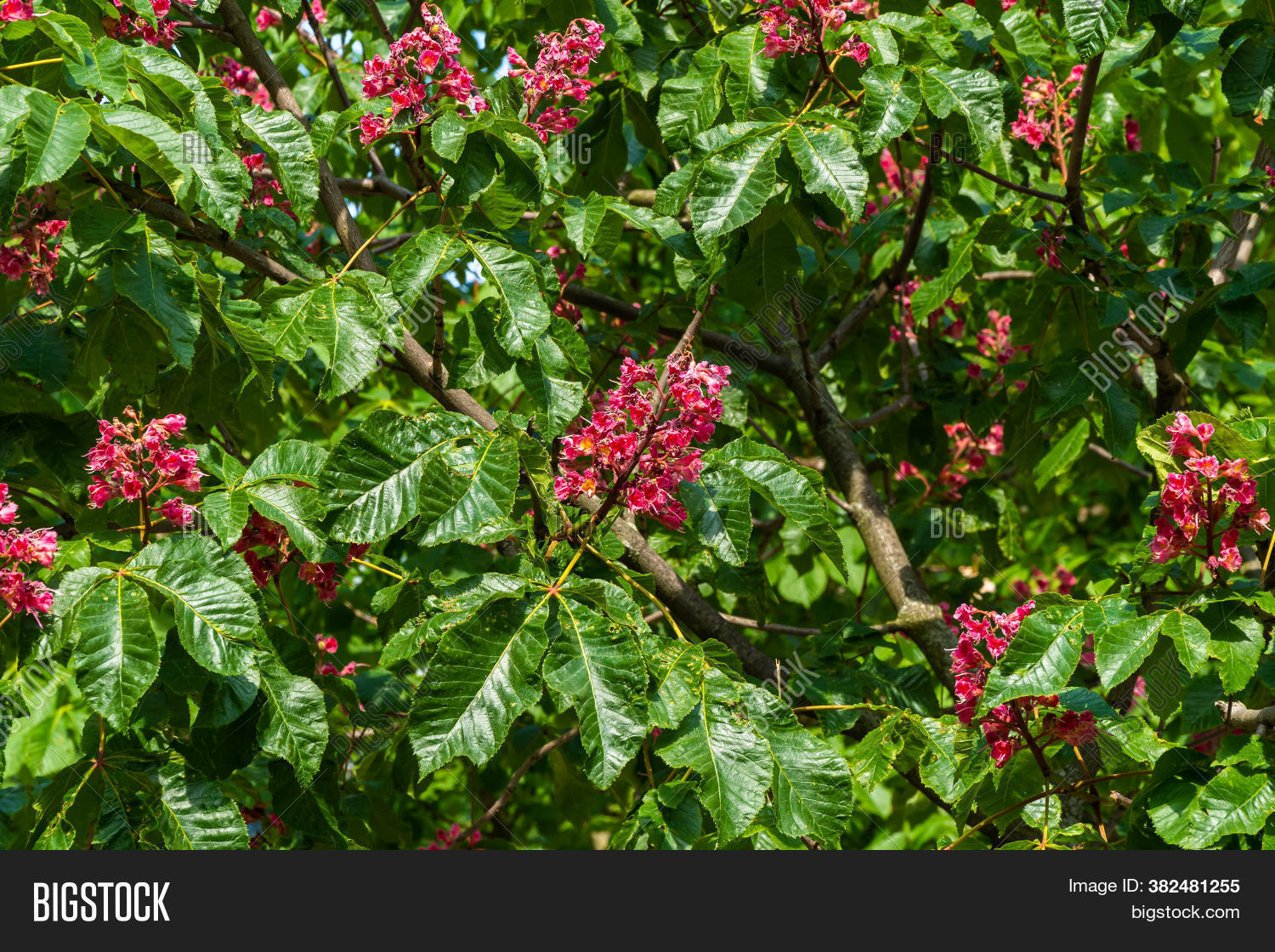 Rare Red Chestnut Tree Image & Photo (Free Trial) | Bigstock