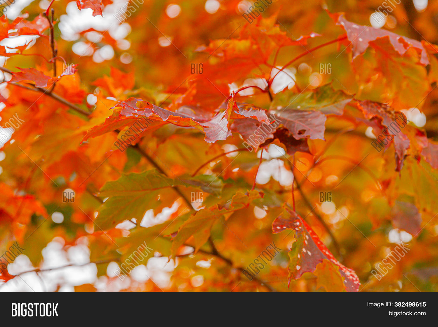 Inspirational Fall Nature Pictures