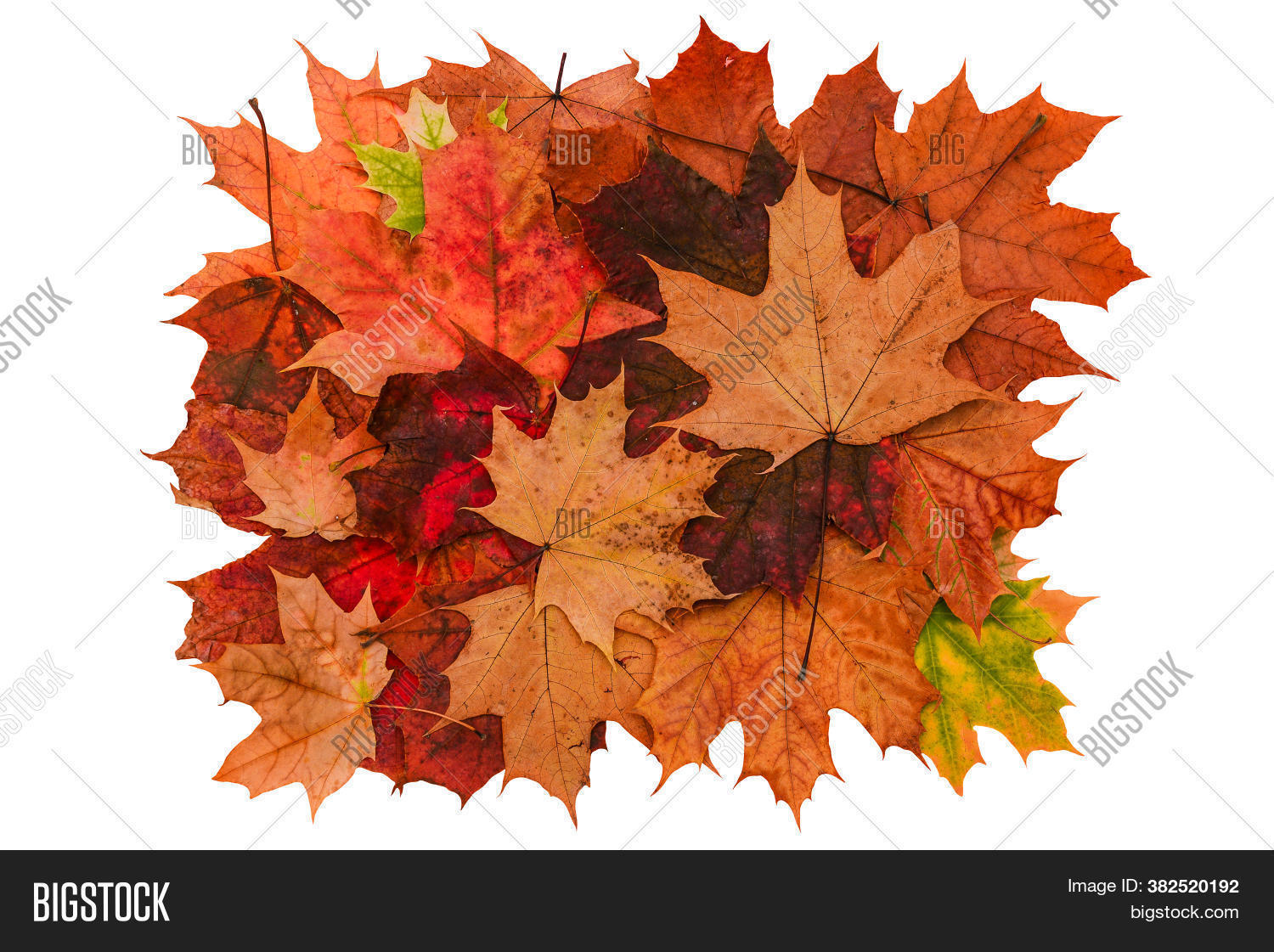 Maple Leaves Isolated Image & Photo (Free Trial) | Bigstock