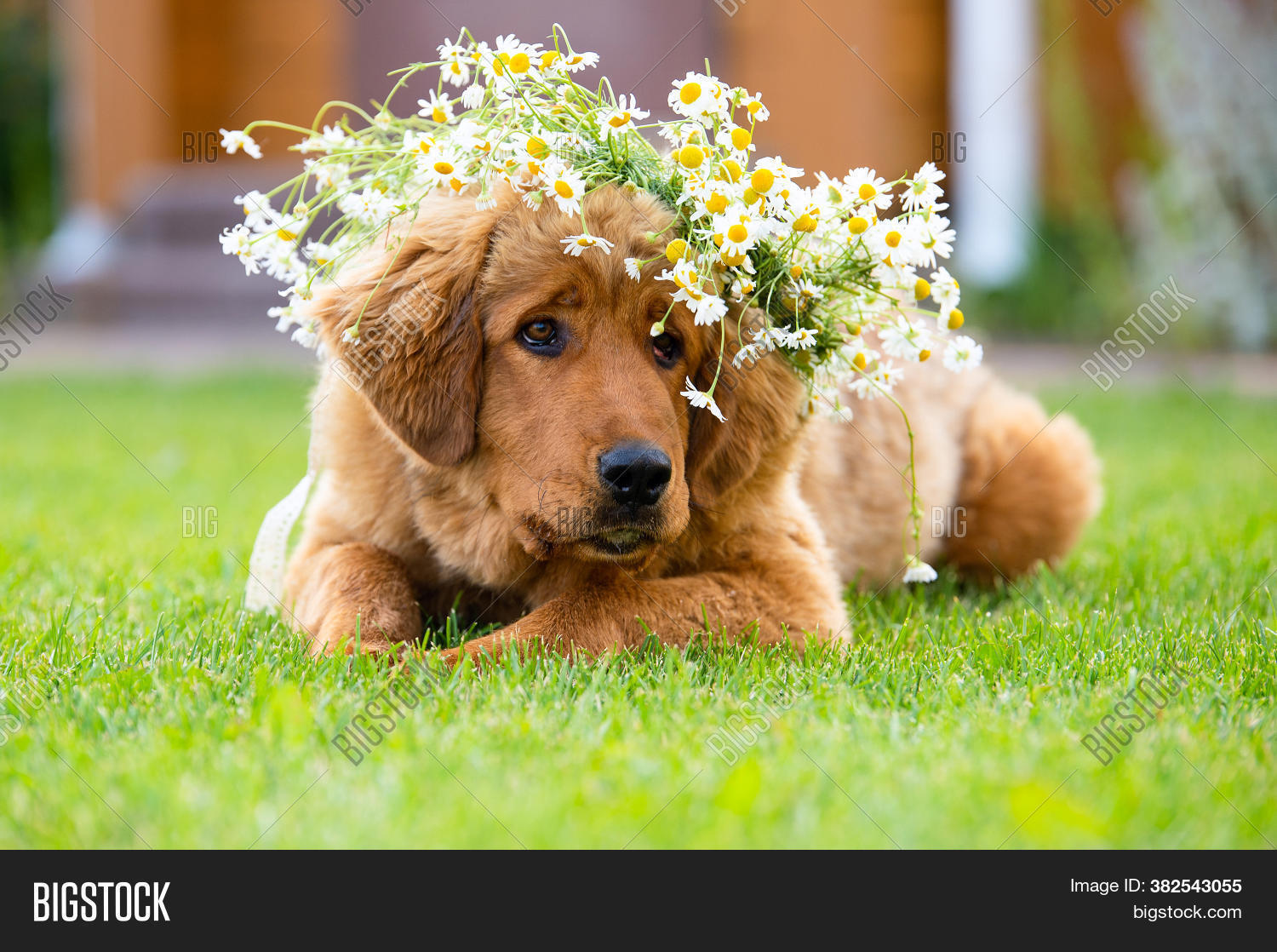 Cute Ginger Puppy Lies Image & Photo (Free Trial) | Bigstock