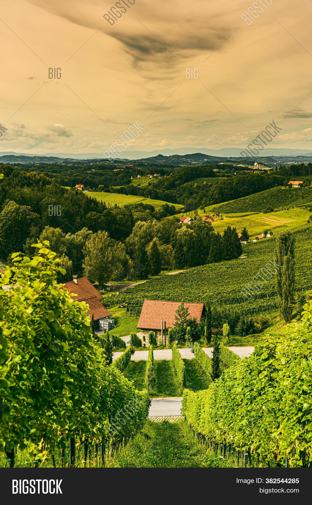 Vineyard Landscape Image & Photo (Free Trial) | Bigstock