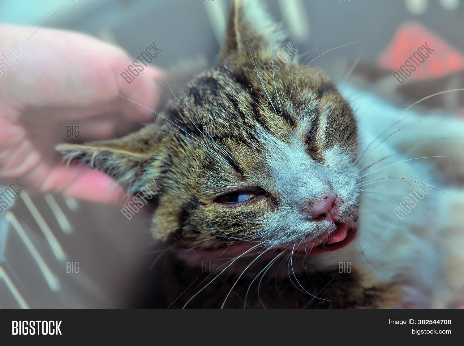 Cat Knocked Down By Image & Photo (Free Trial) | Bigstock