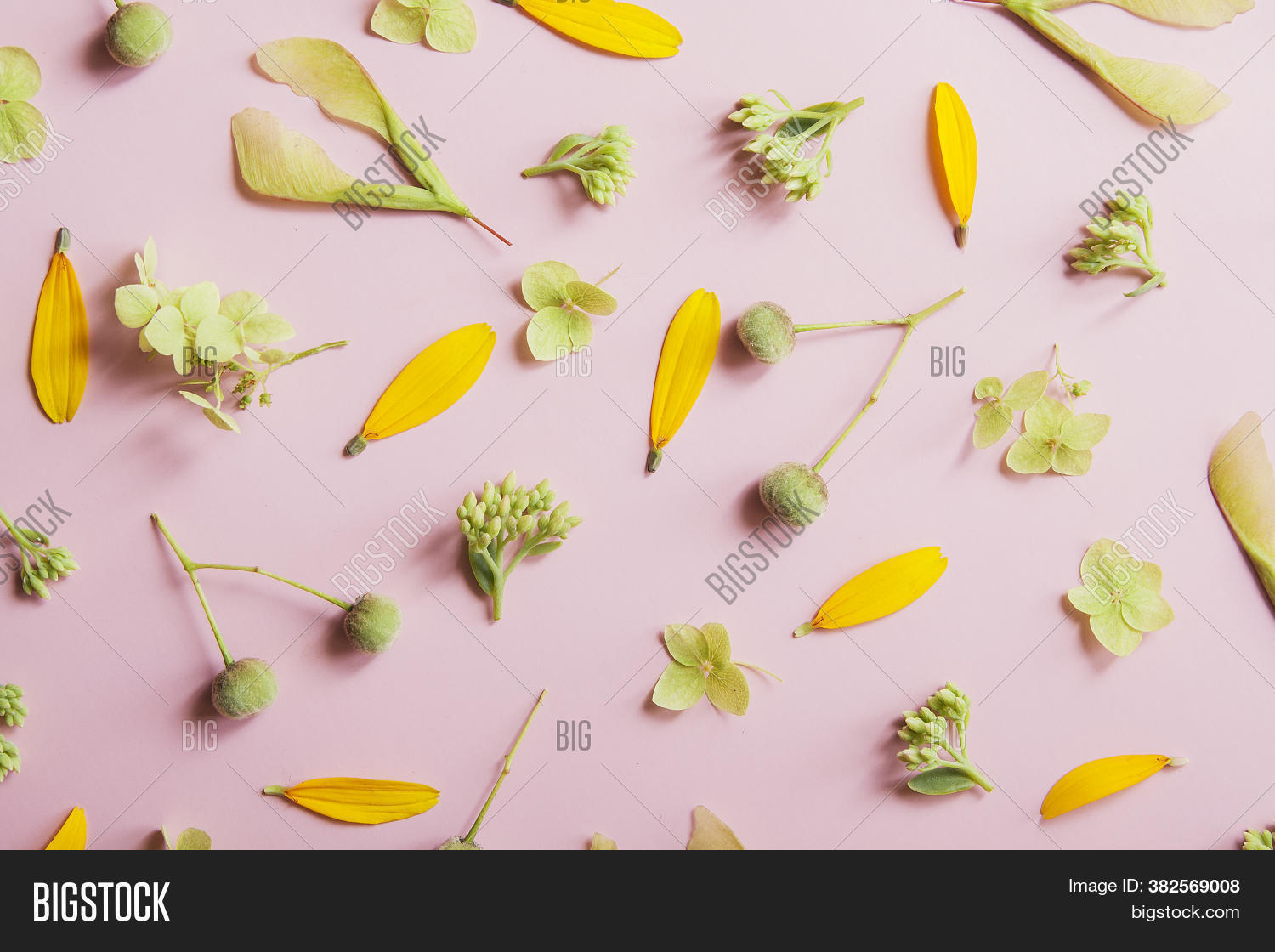 Layout Petals Plants Image & Photo (Free Trial) | Bigstock