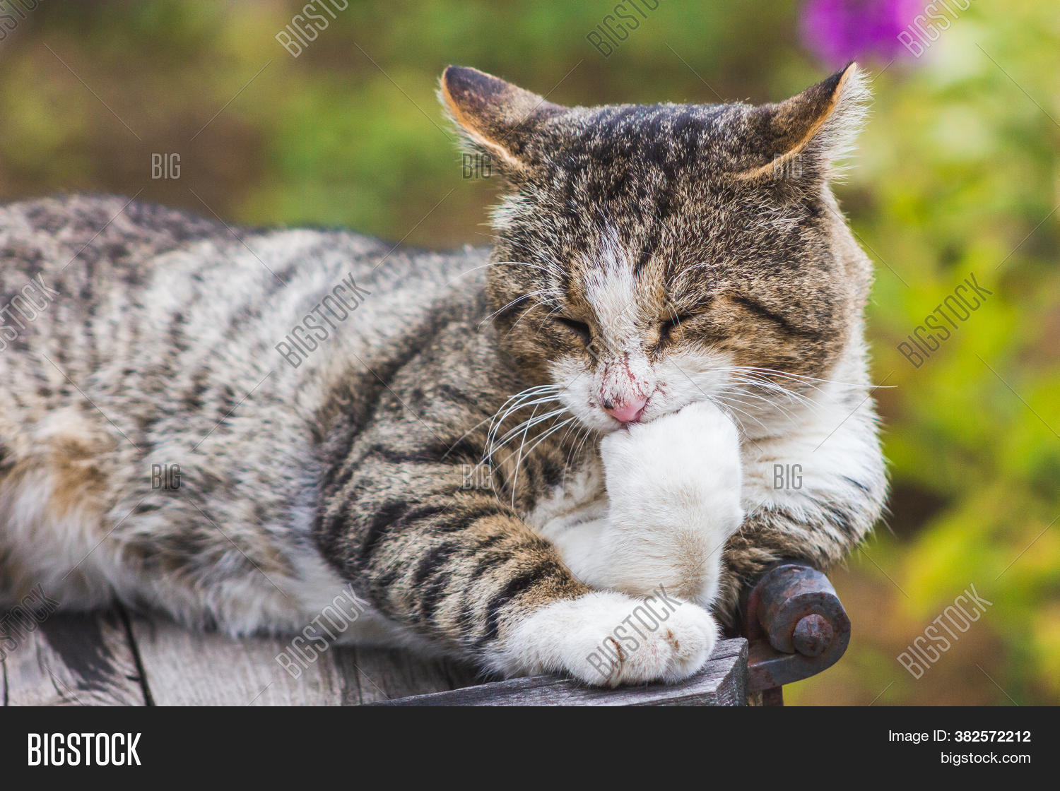 Pensive Cat Thinker Image & Photo (Free Trial) | Bigstock