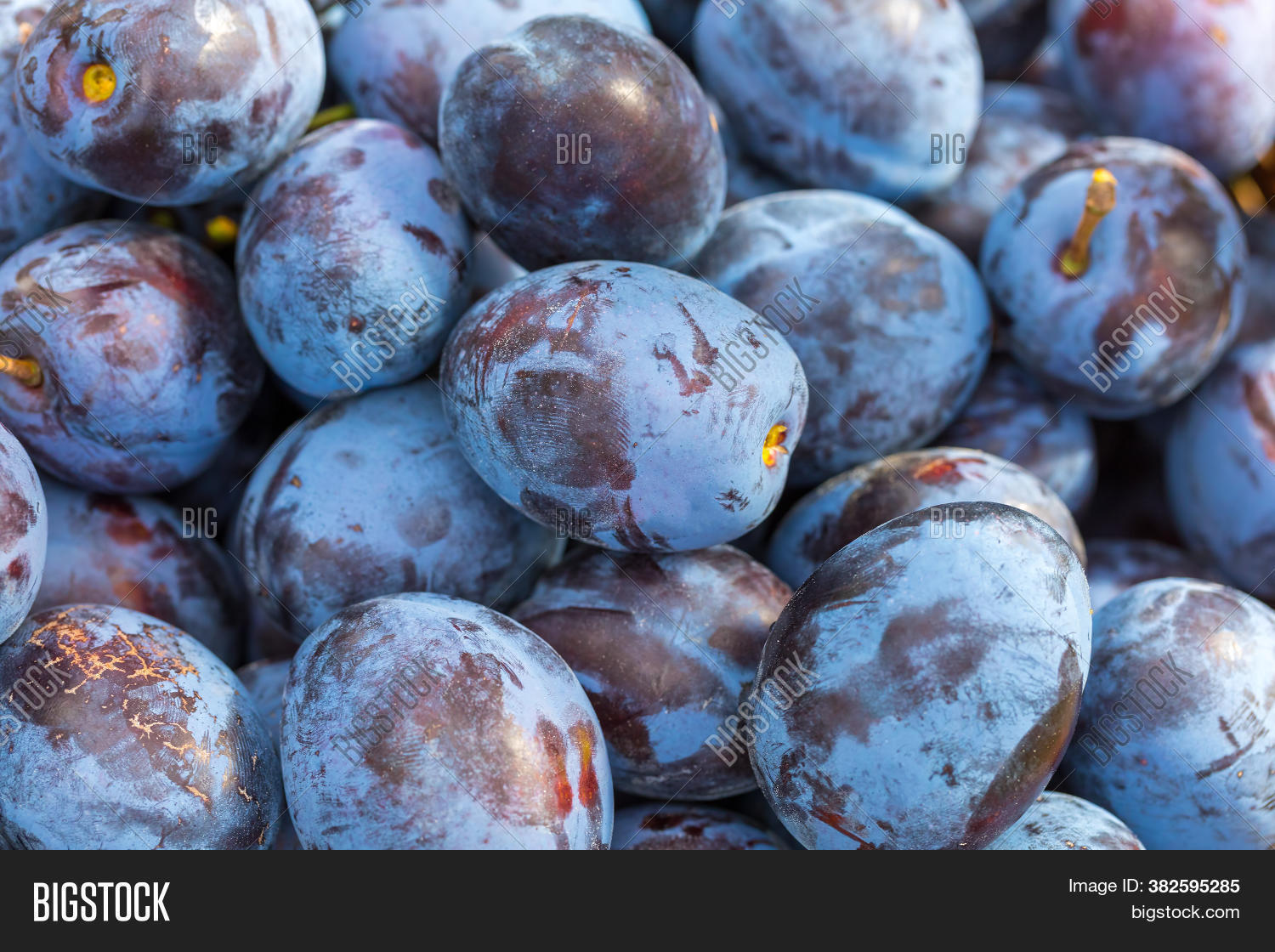 Tree Branch Full Plums Image & Photo (Free Trial) | Bigstock