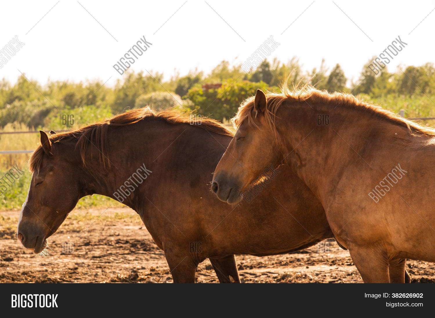 Horses On Farm. Horse Image & Photo (Free Trial) | Bigstock