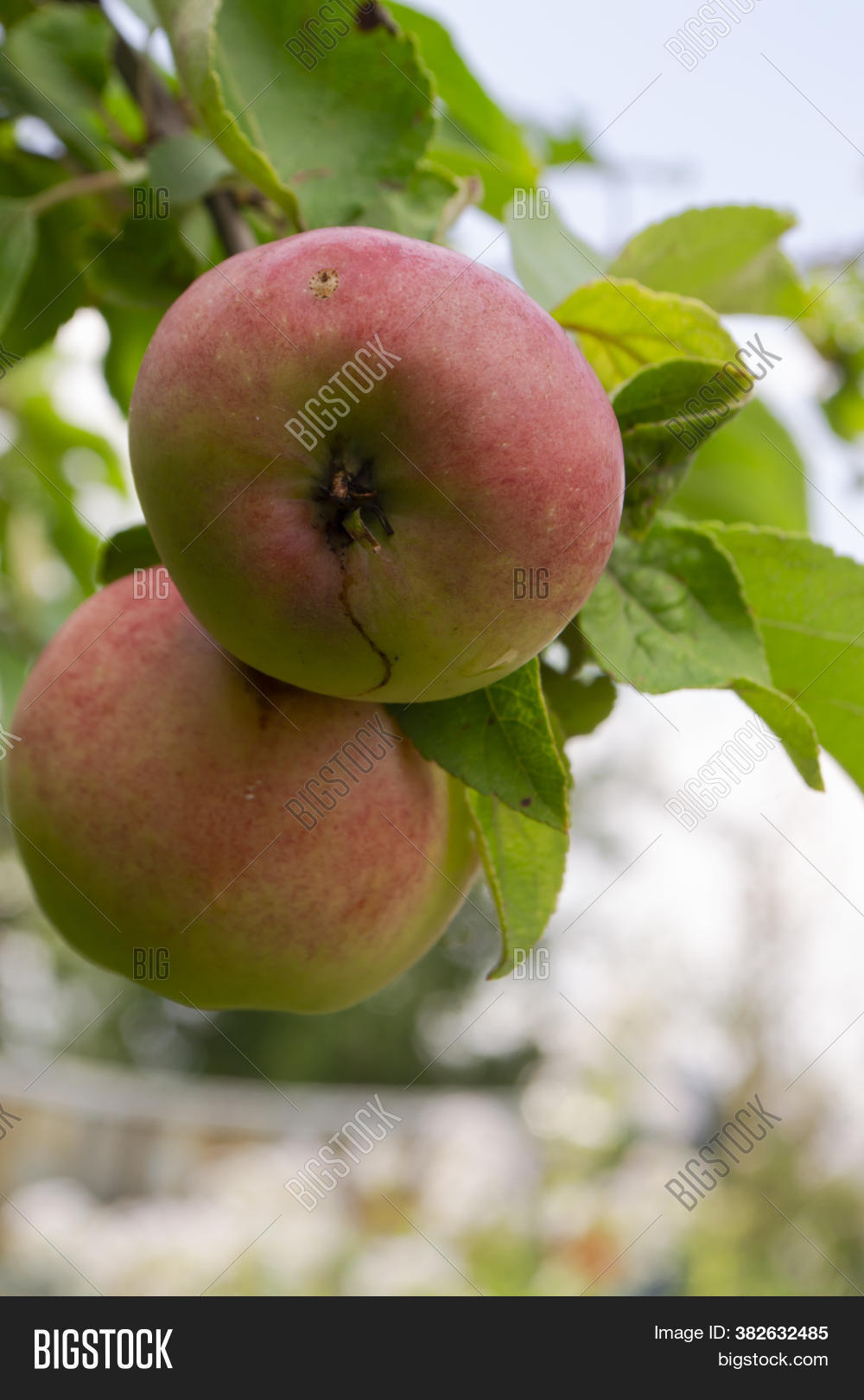 Pink Organic Apples Image & Photo (Free Trial) | Bigstock