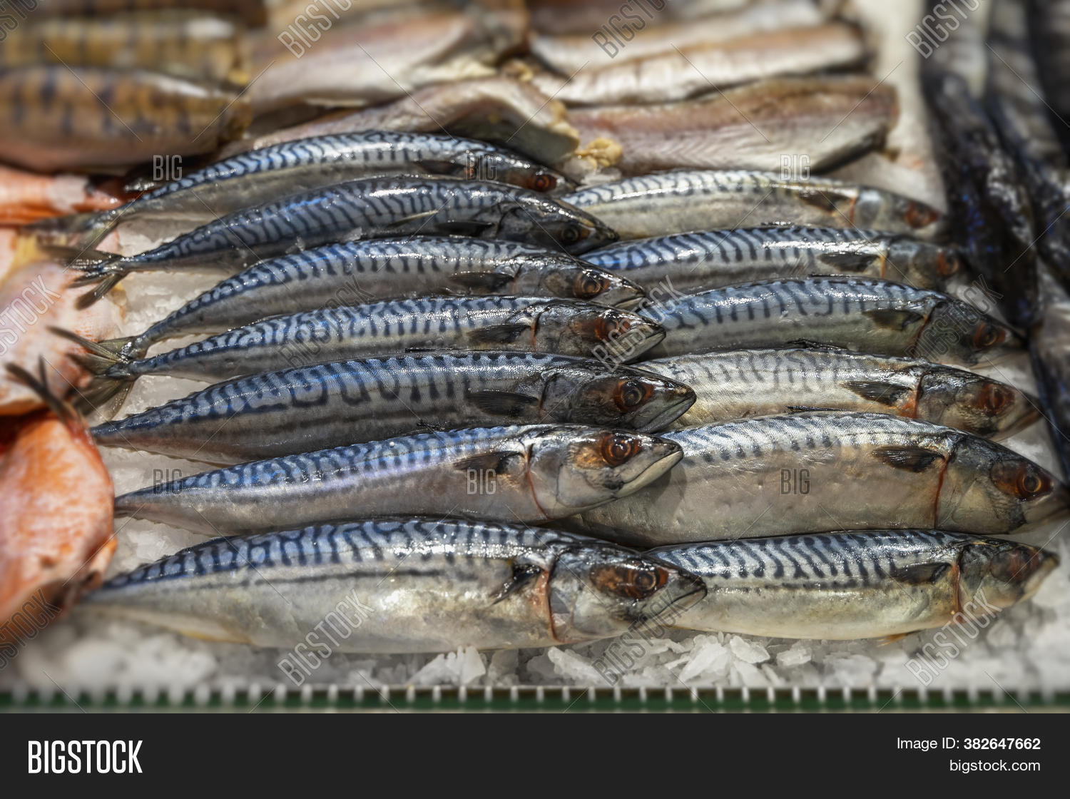 Fresh Mackerel Fish Image & Photo (Free Trial) | Bigstock