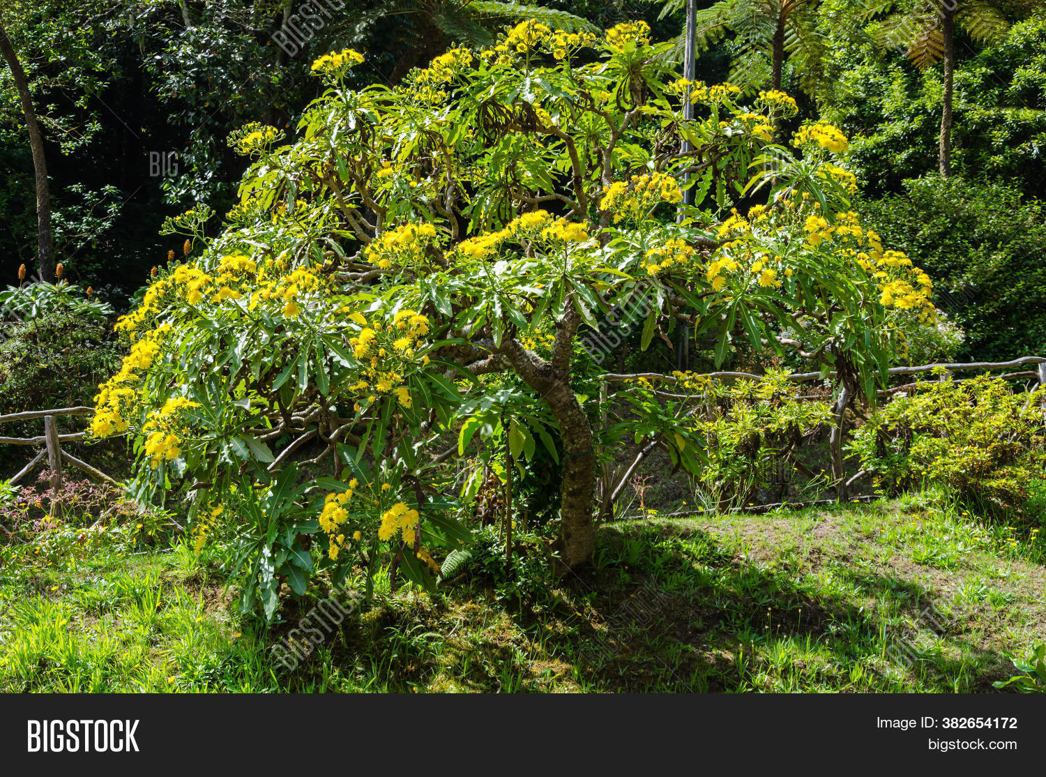 Endemic On Madeira Image & Photo (Free Trial) | Bigstock