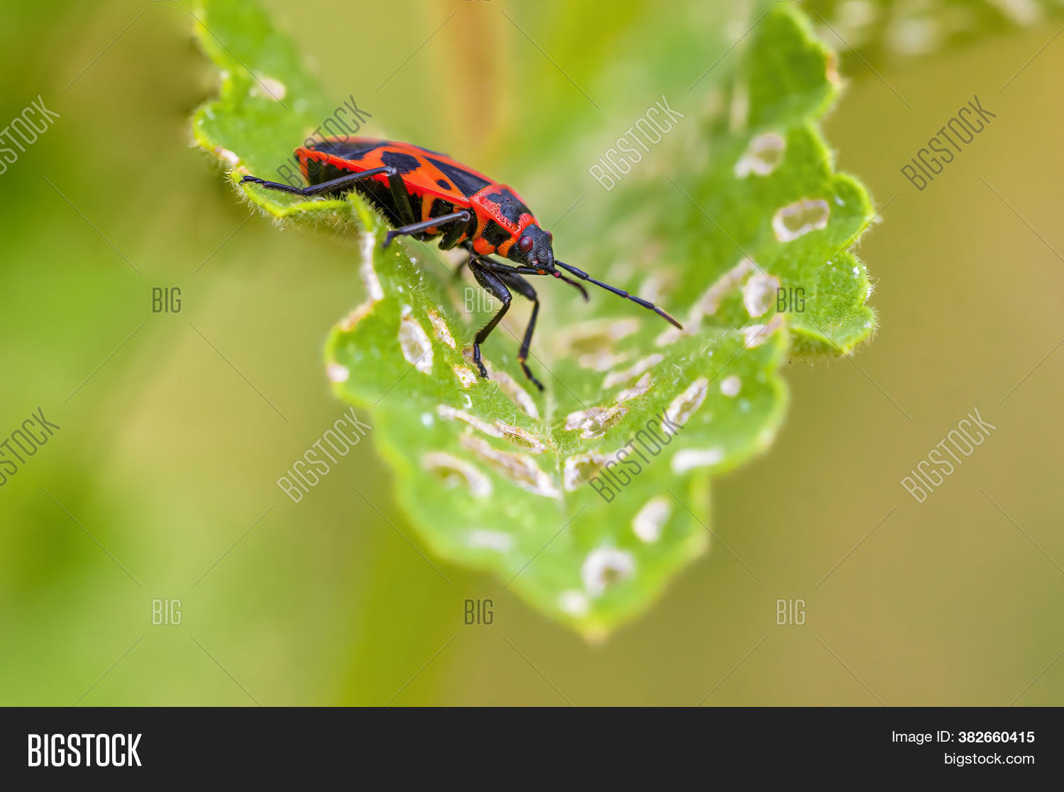 Small Beetle Insect On Image & Photo (Free Trial) | Bigstock