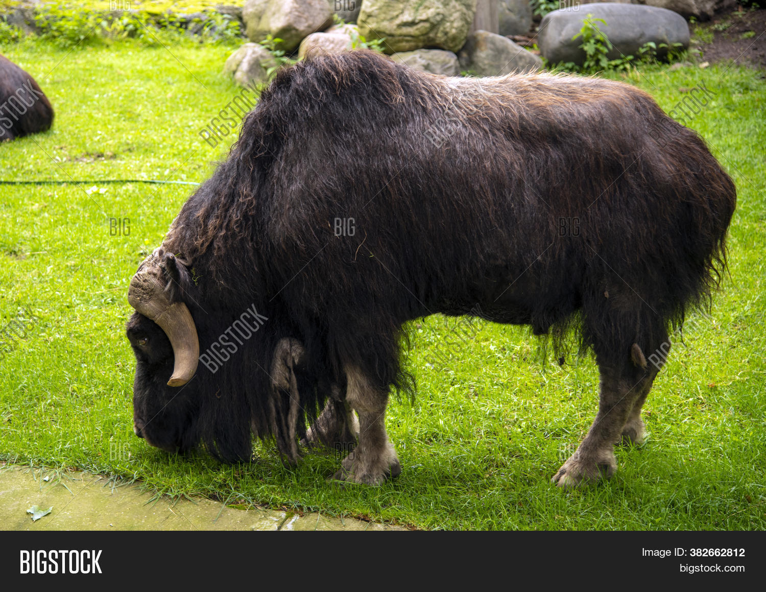 Photo Musk Ox Chewing Image & Photo (Free Trial) | Bigstock