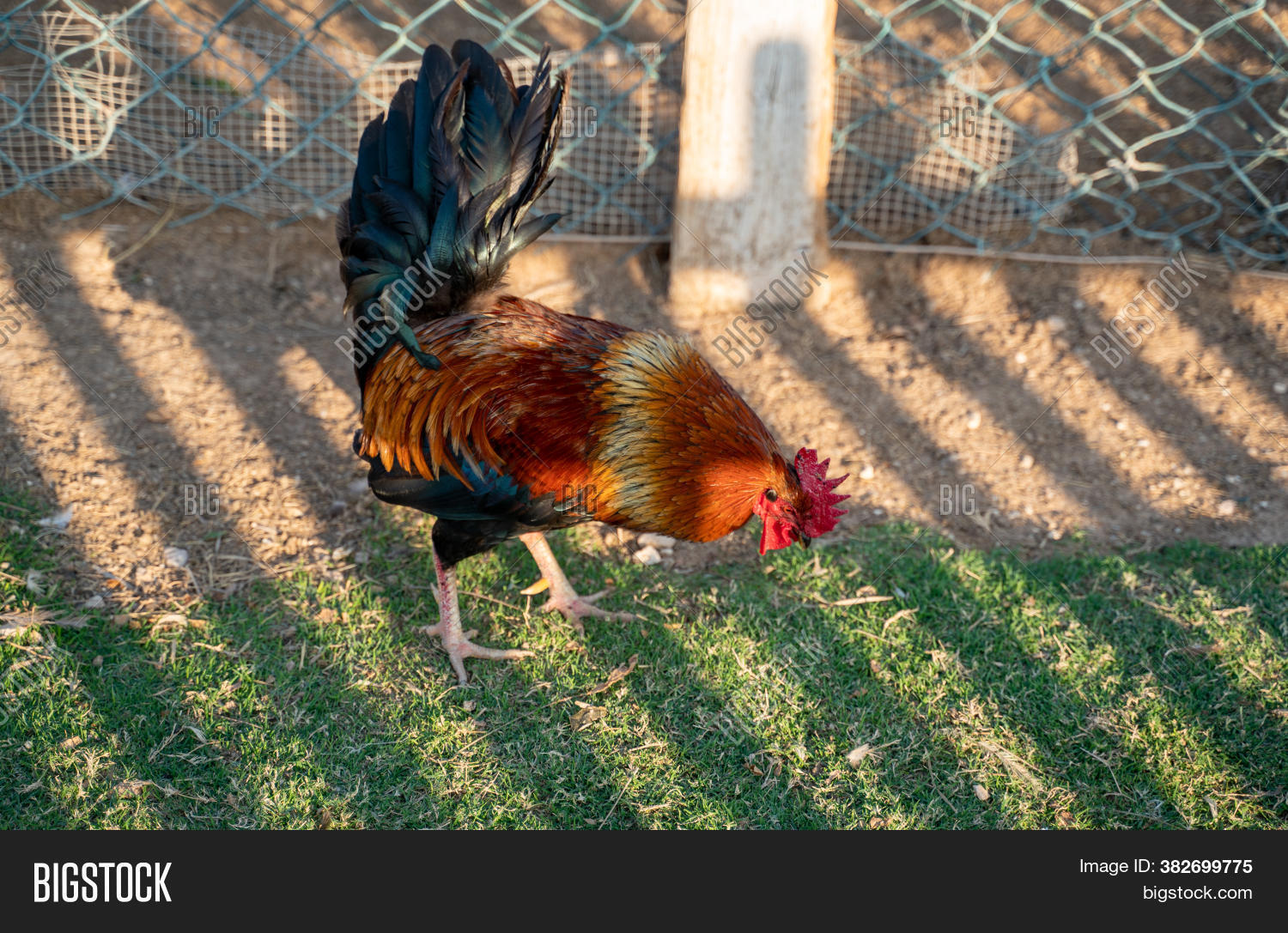 Rooster Hen. Hen Image & Photo (Free Trial) | Bigstock