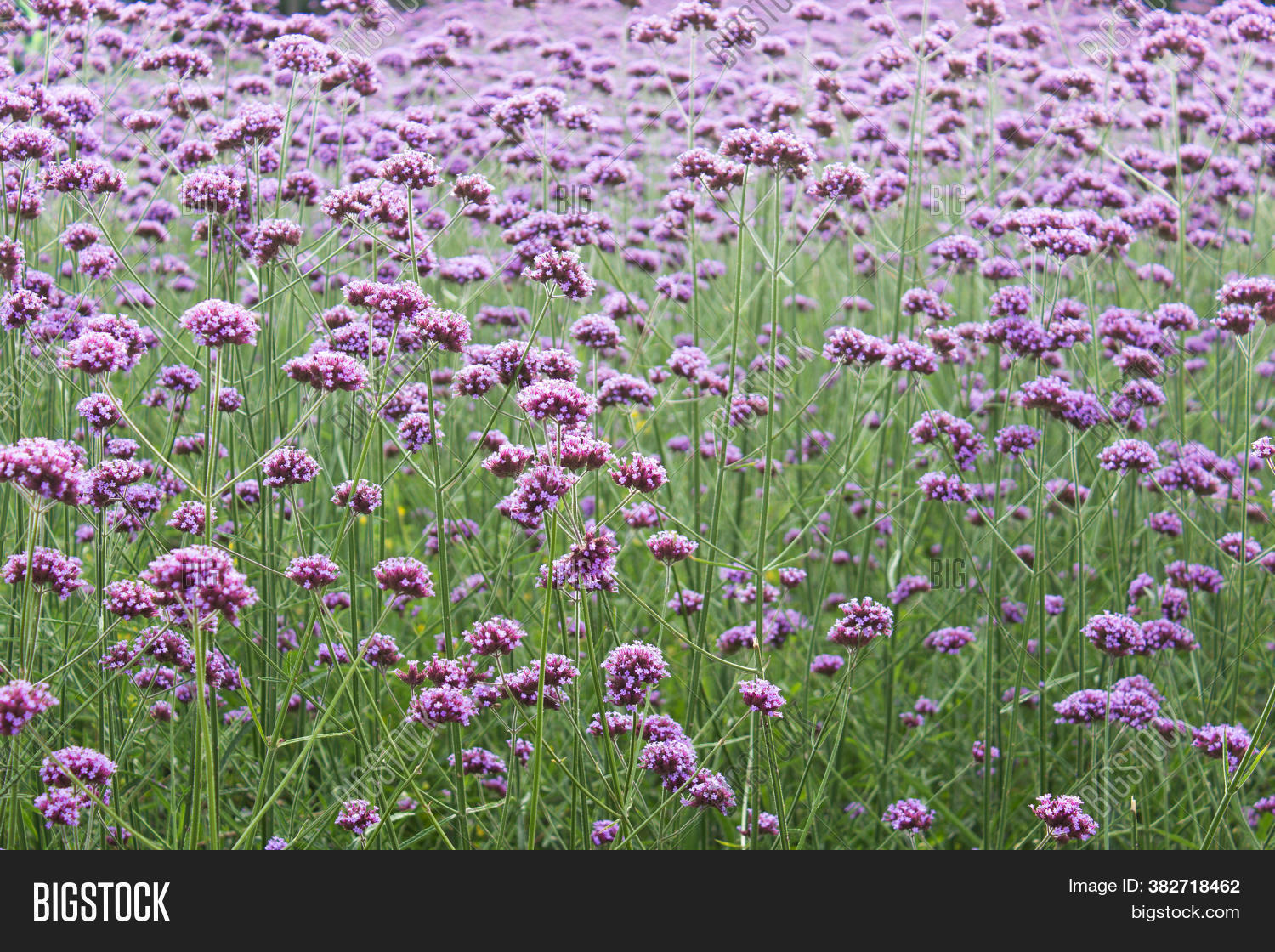 Field Meadow Full Pink Image & Photo (Free Trial) | Bigstock