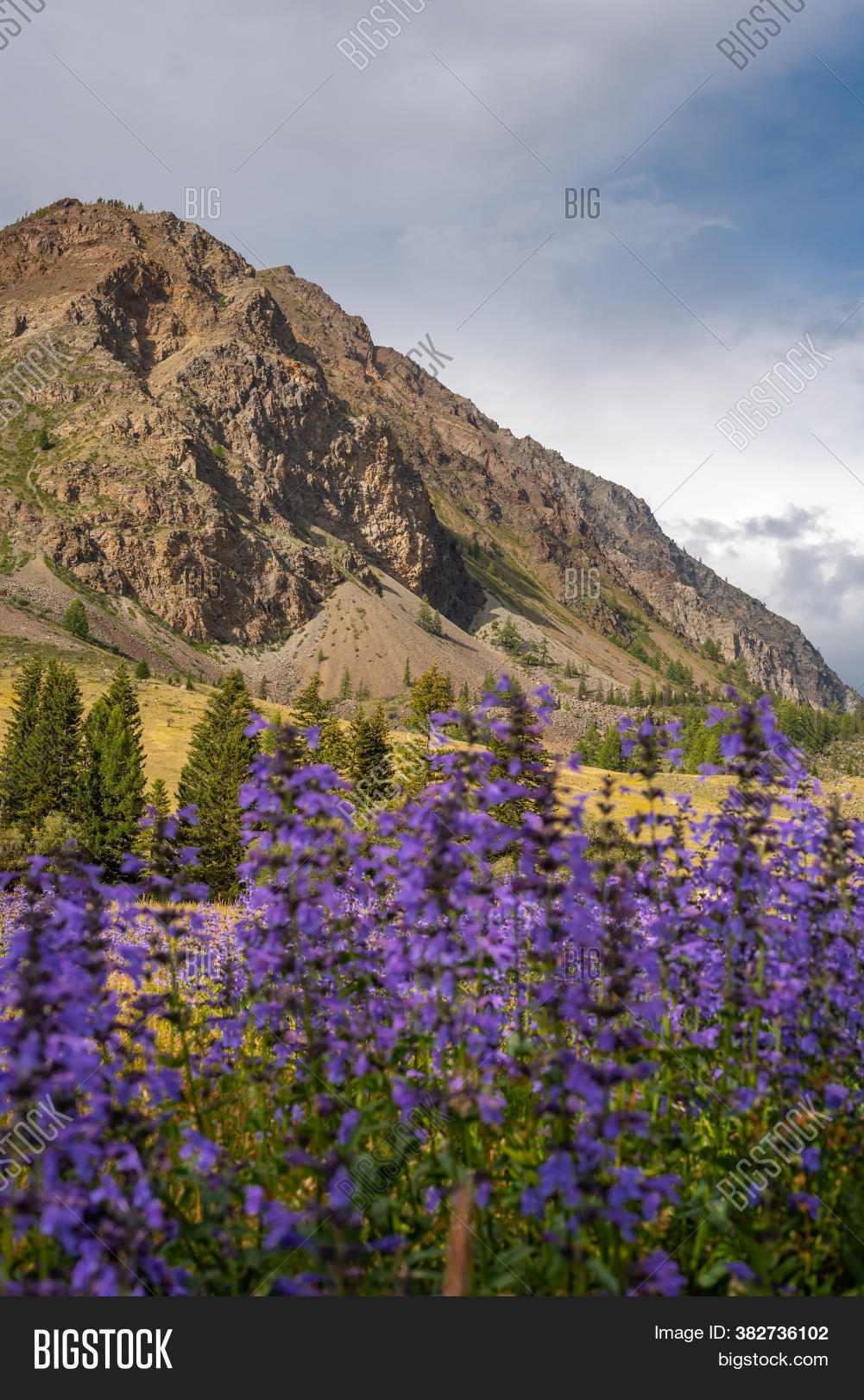 Field Blue Flowers Image & Photo (Free Trial) | Bigstock
