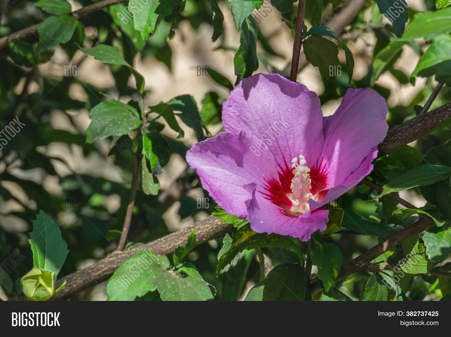 Rose Mallow Pink Image & Photo (Free Trial) | Bigstock
