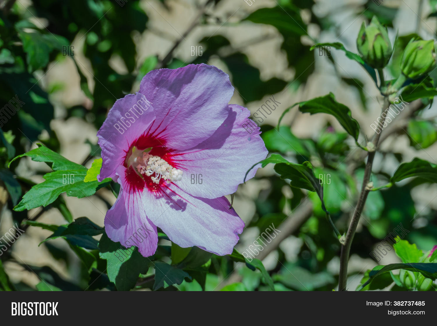 Flower Rose Mallow Image & Photo (Free Trial) | Bigstock