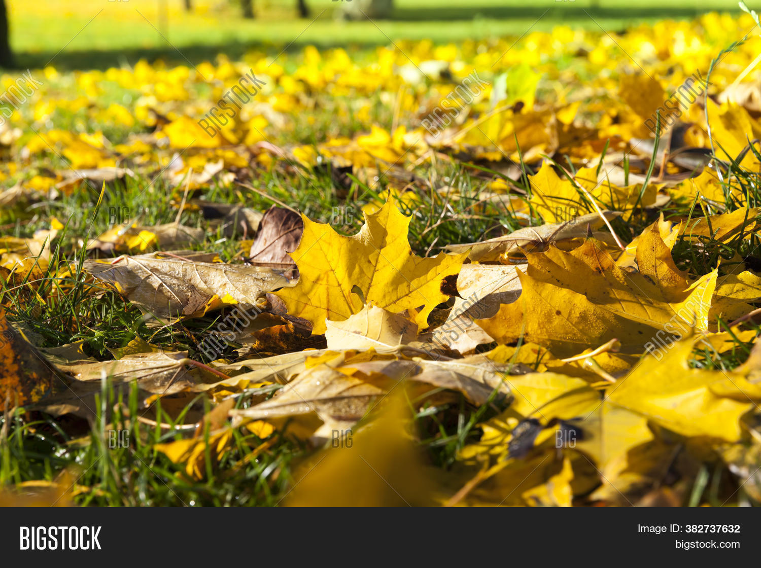 Autumn Yellow Foliage Image & Photo (Free Trial) | Bigstock