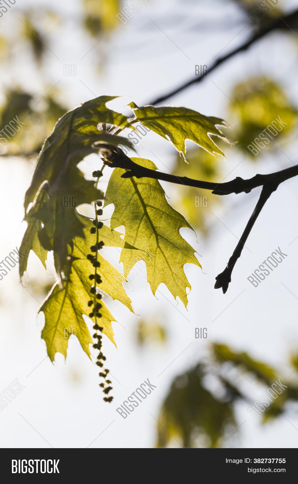 Beautiful Spring Oak Image & Photo (Free Trial) | Bigstock
