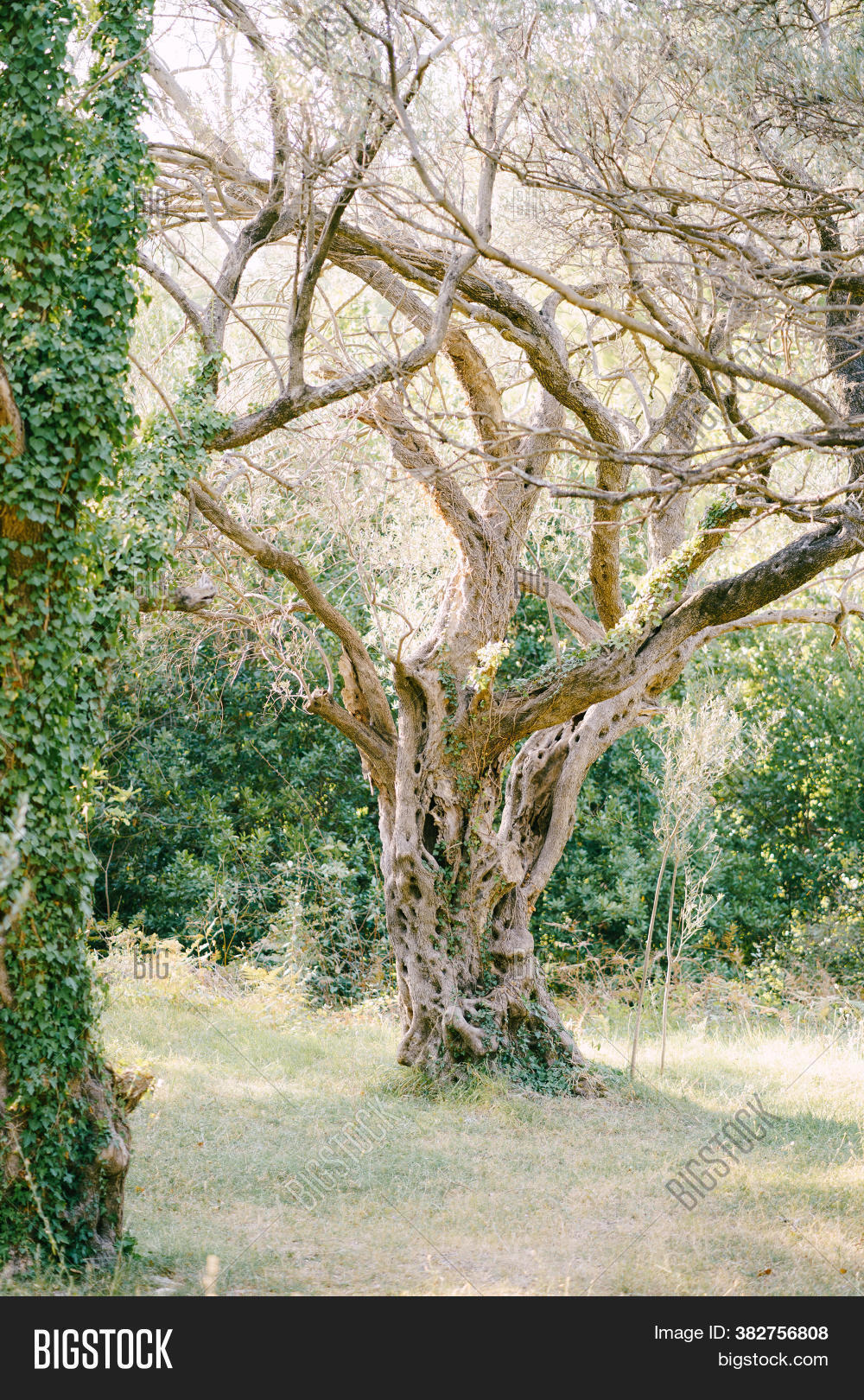 Olive Tree Grove Image & Photo (Free Trial) | Bigstock