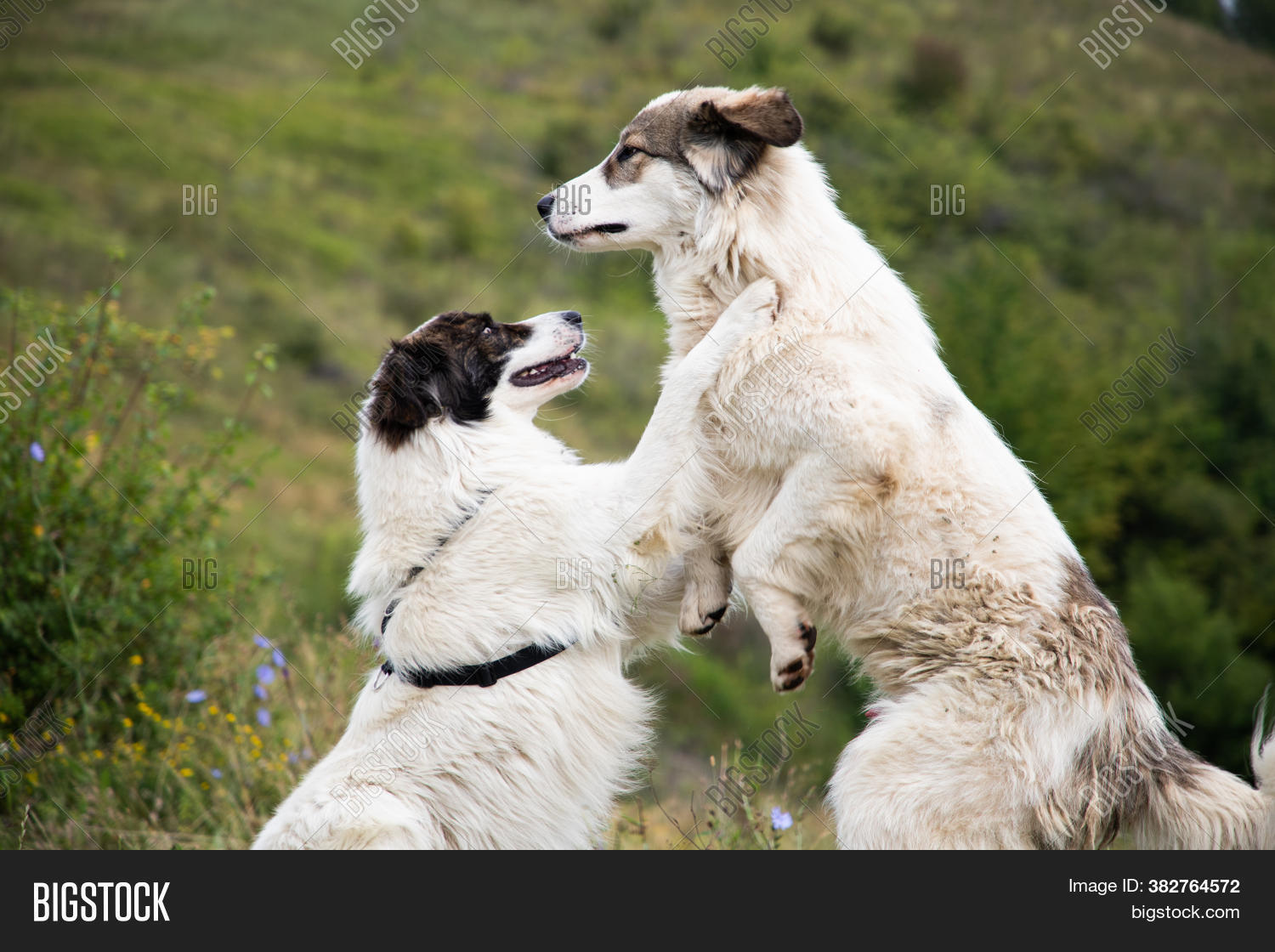 Two Beautiful White Image & Photo (Free Trial) | Bigstock