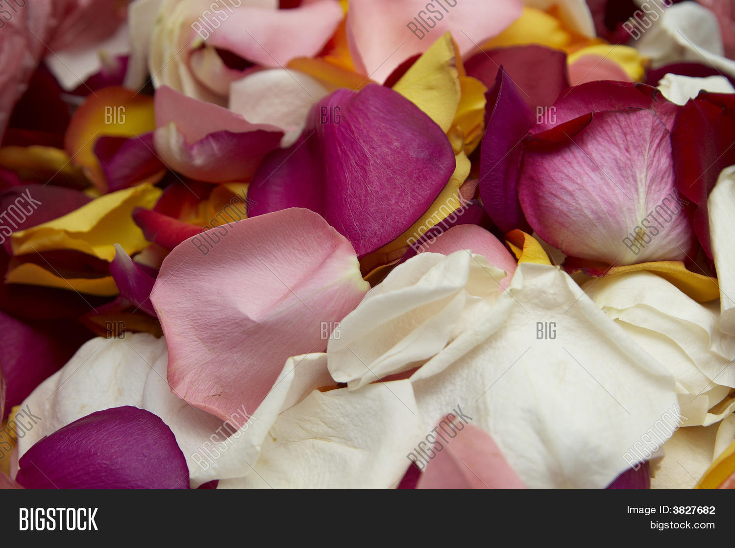 Multi-Colored Petals Image & Photo (Free Trial) | Bigstock