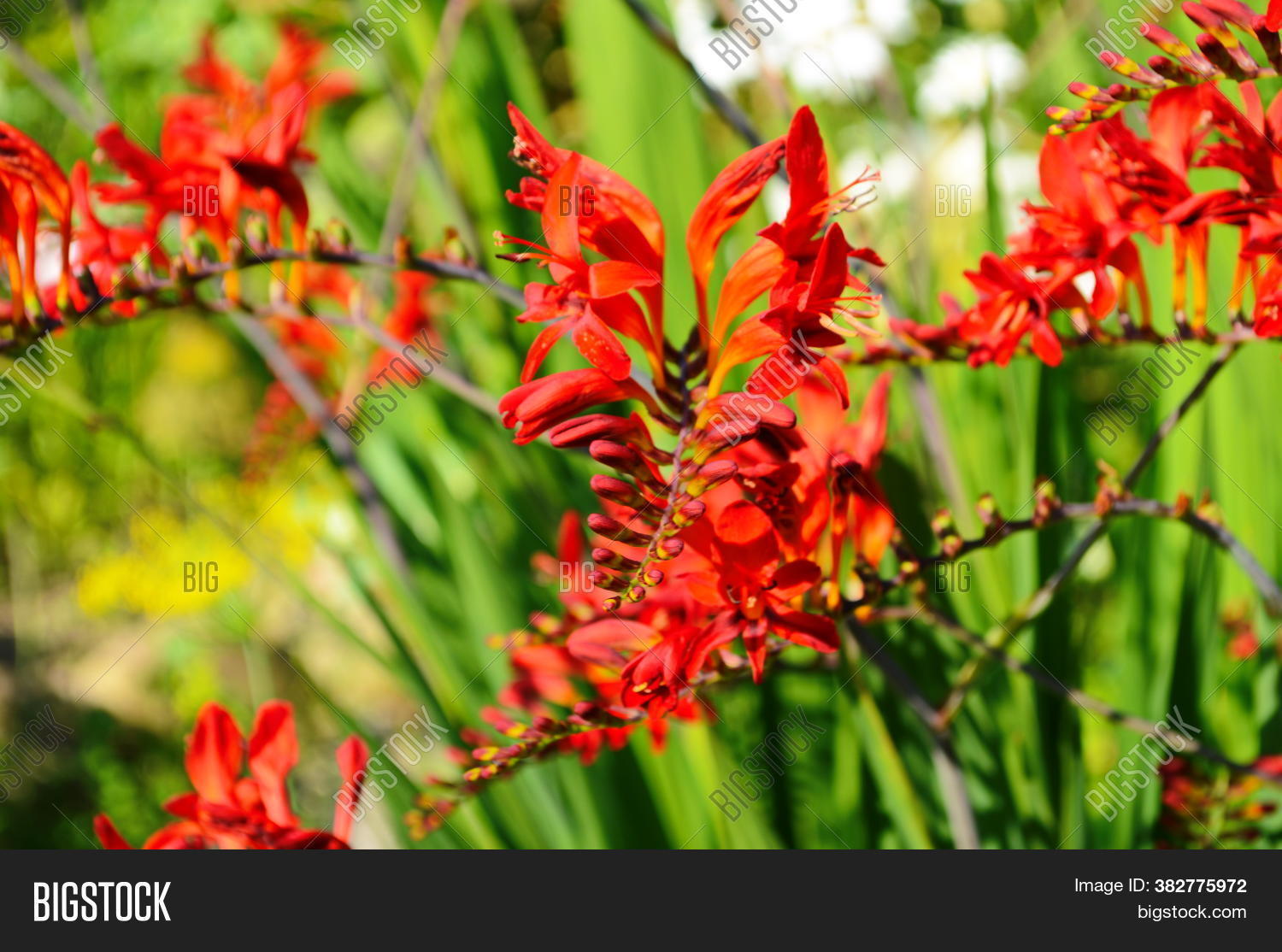 Flower Bed Red Image & Photo (Free Trial) | Bigstock