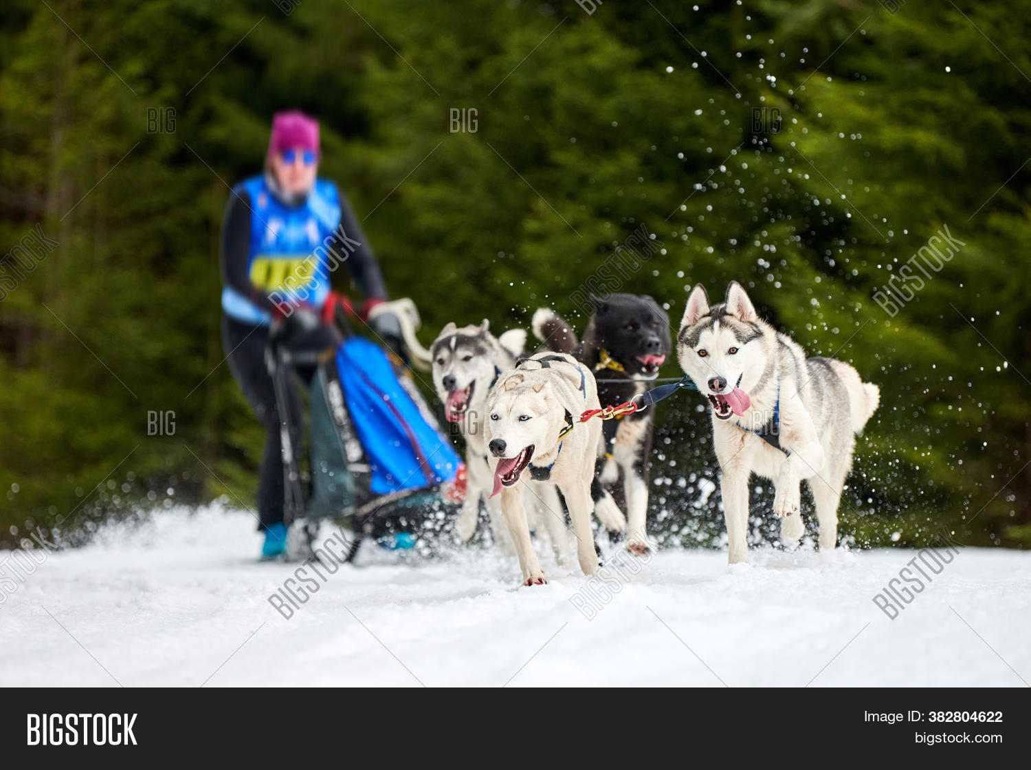 Husky Sled Dog Racing Image & Photo (Free Trial) | Bigstock