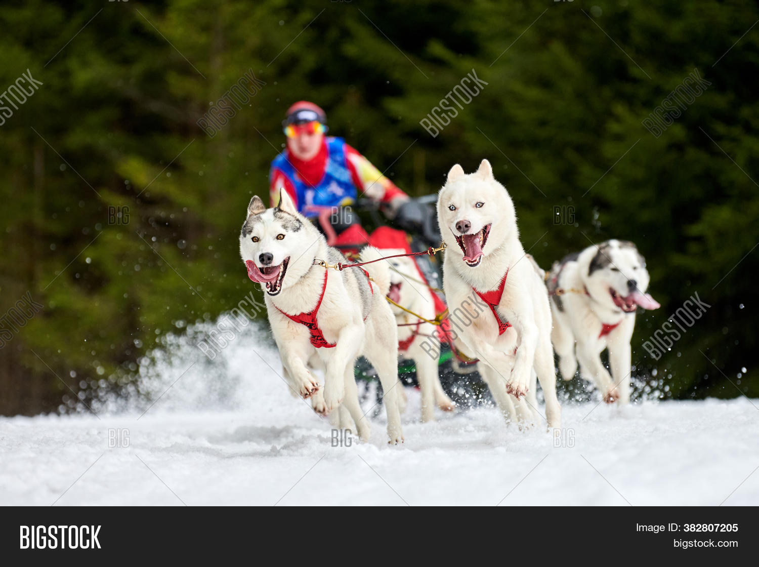 Husky Sled Dog Racing Image & Photo (Free Trial) | Bigstock