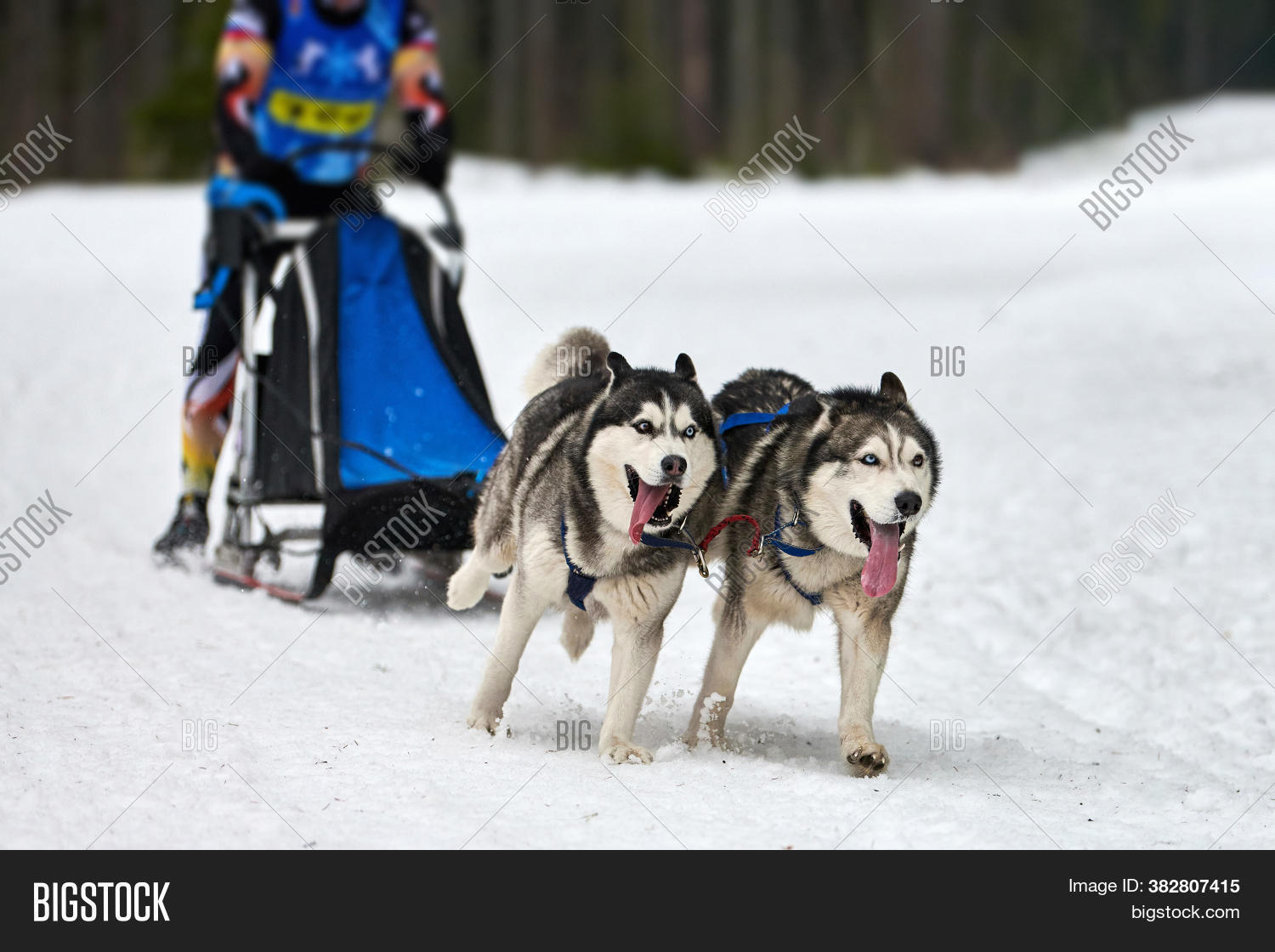 Husky Sled Dog Racing Image & Photo (Free Trial) | Bigstock