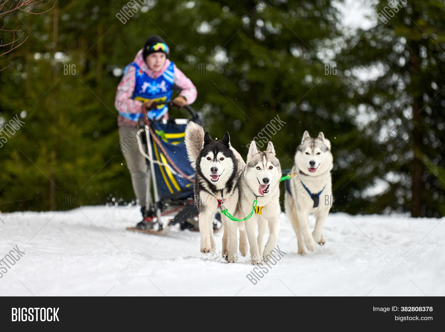 Husky Sled Dog Racing Image & Photo (Free Trial) | Bigstock