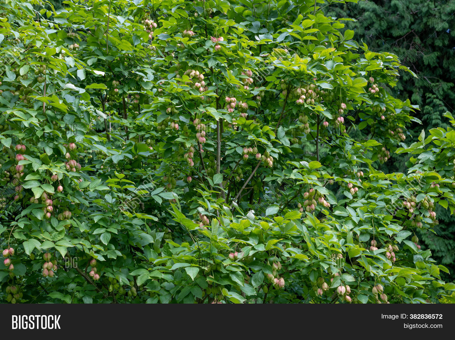 Bladder Nut (staphylea Image & Photo (Free Trial) | Bigstock