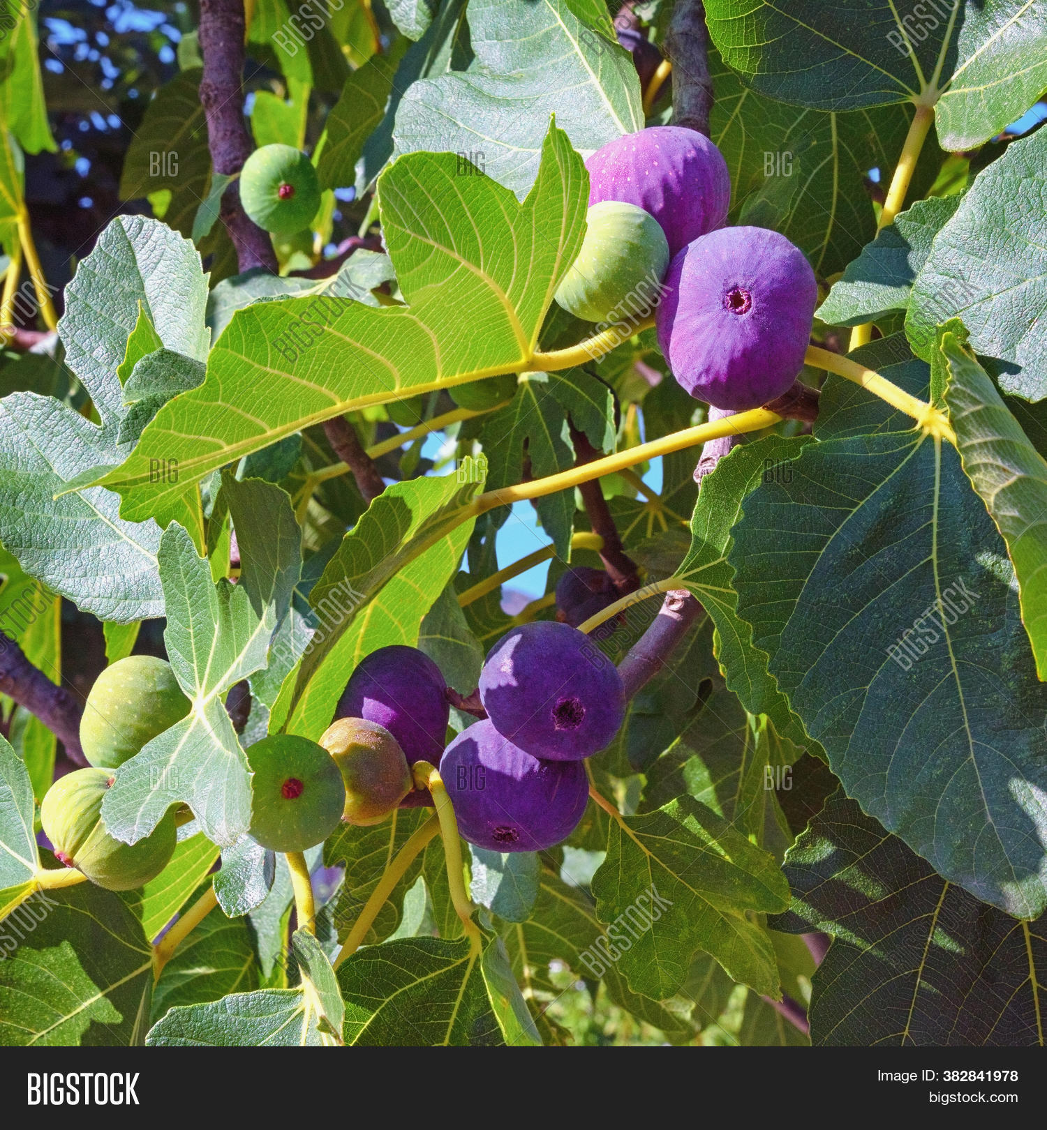 Branches Fig Tree ( Image & Photo (Free Trial) | Bigstock