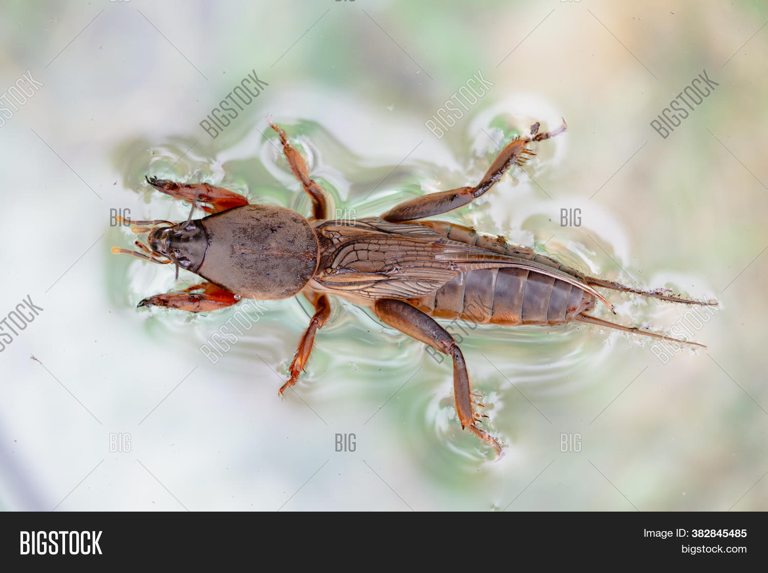 Harmful Insect, Image & Photo (Free Trial) | Bigstock