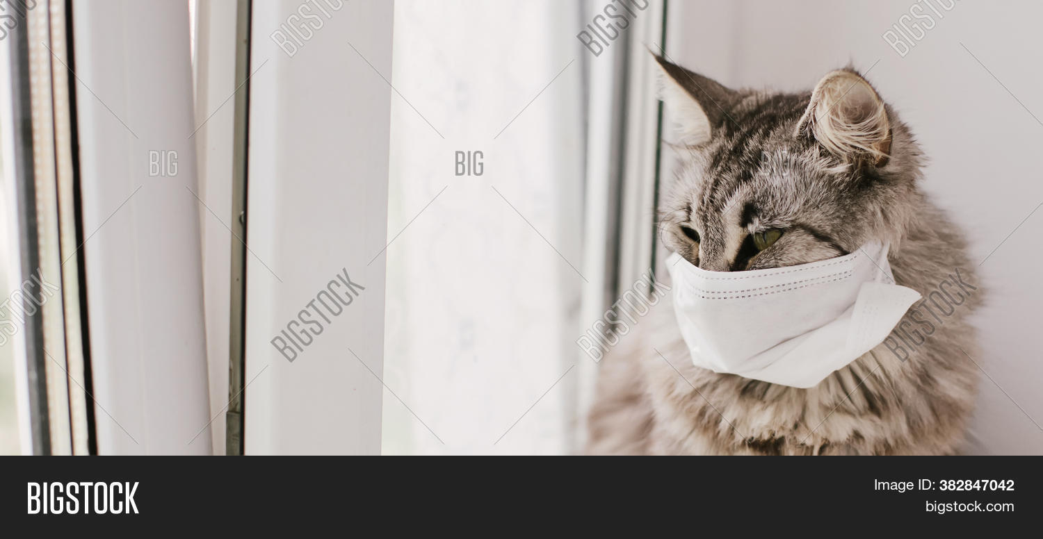 Cat Protective Face Image & Photo (Free Trial) | Bigstock