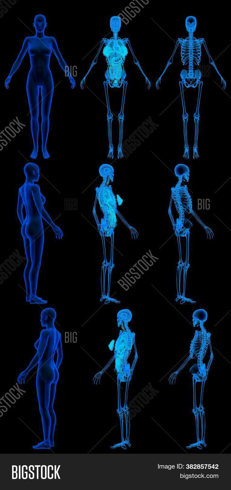 9 X-ray Renders Female Image & Photo (Free Trial) | Bigstock